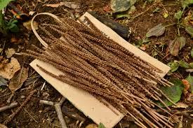 Trputac ljekoviti / Plantago Lanceolata L. / Sjeme