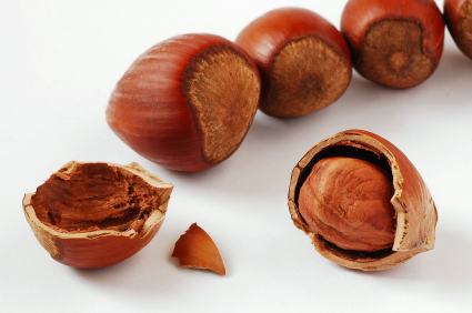 LJEŠNJAK - LIJESKA - Corylus avellana L. - sadnice