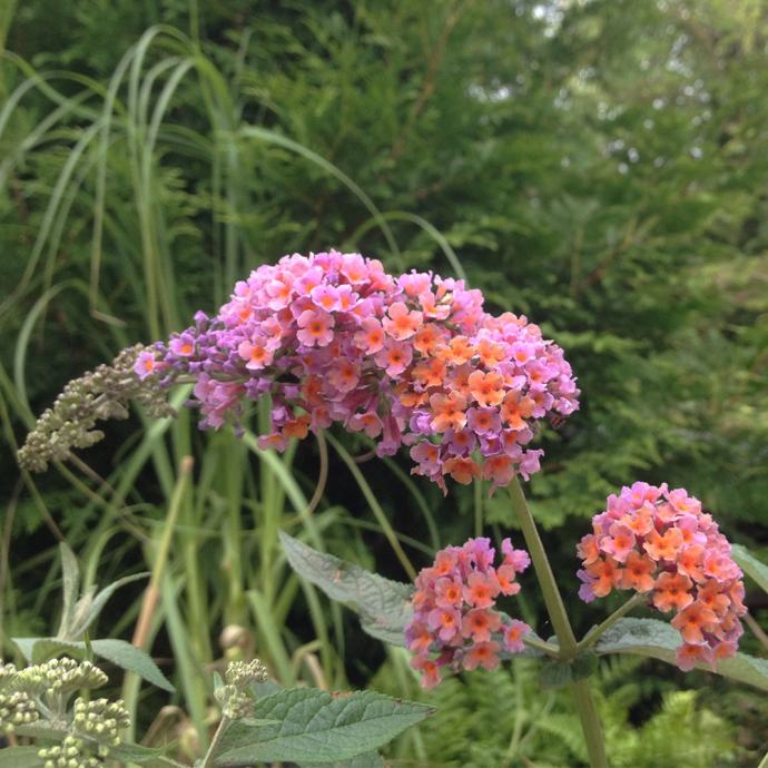 Ljetni jorgovan Flower Power / Buddleja / SADNICE