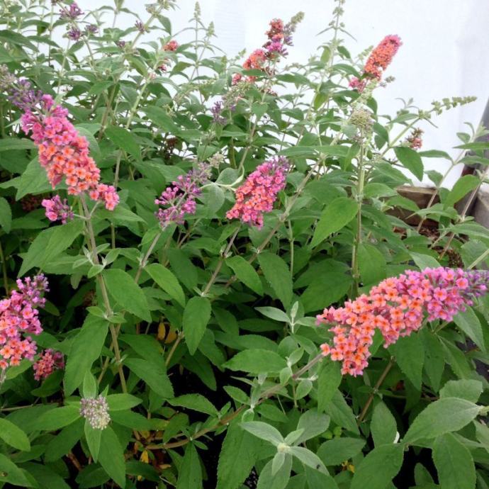 Ljetni jorgovan Flower Power / Buddleja / SADNICE