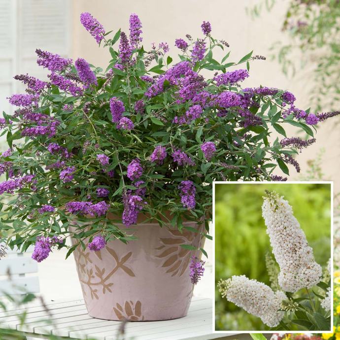 Buddleja Davidii Ljetni Jorgovan Mix Sadnice