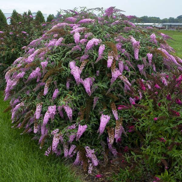 Ljetni jorgovan / Pink Cascade / SADNICE