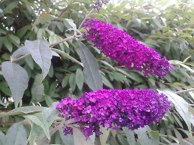 Bijeli i ružičastii ljetnji jorgovan-Buddleia, Sadnice