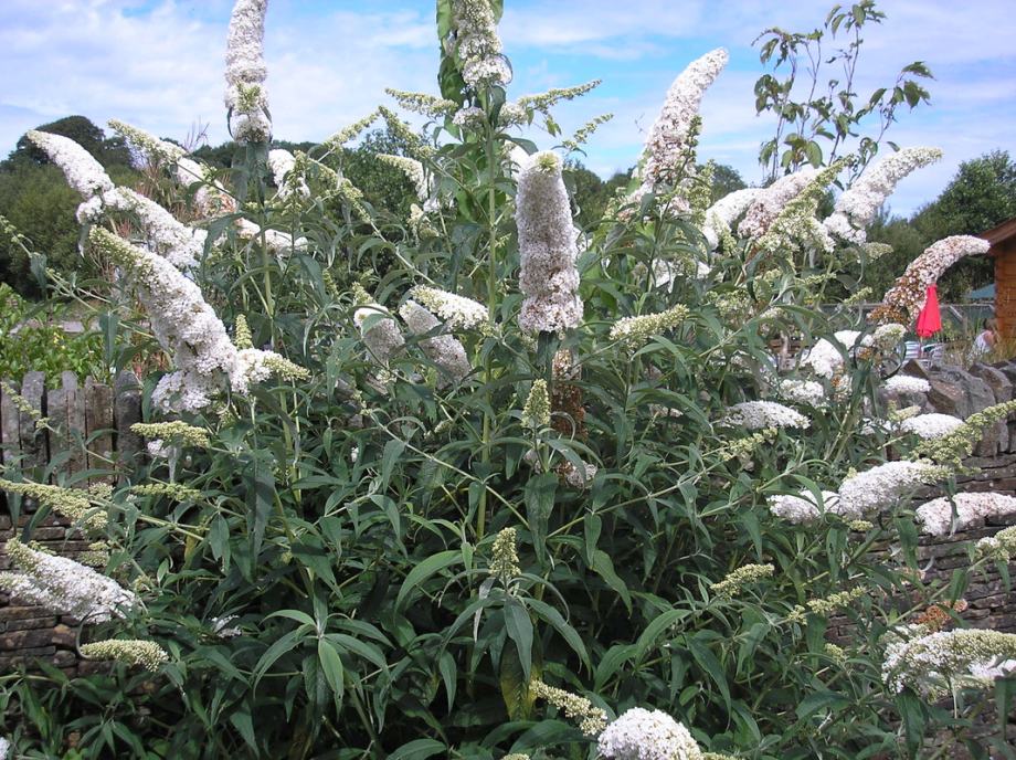 Bijeli i ružičastii ljetnji jorgovan-Buddleia, Sadnice