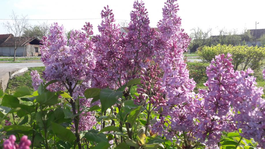 LJUBIČASTI JORGOVAN