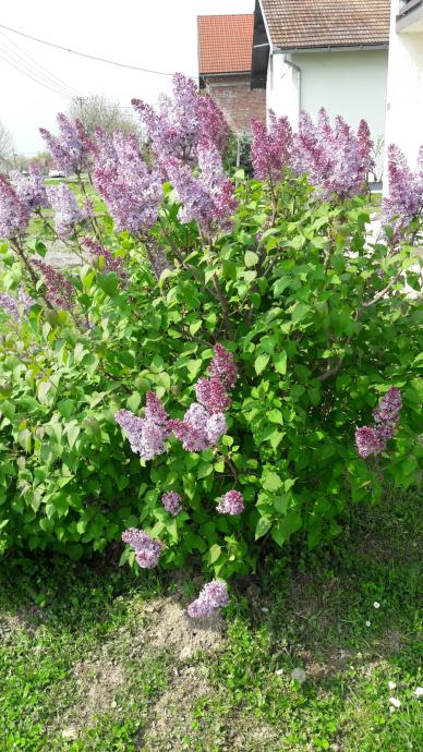 LJUBIČASTI JORGOVAN