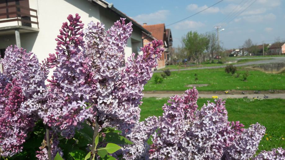 LJUBIČASTI JORGOVAN