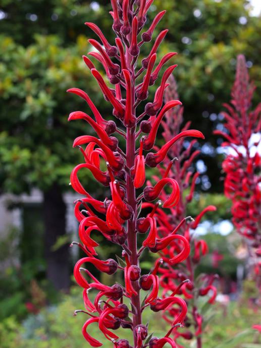 Lobelia Tupa / Sjeme