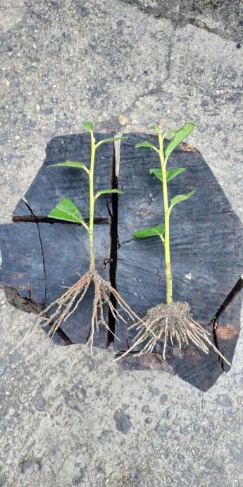 Lovor višnja reznice