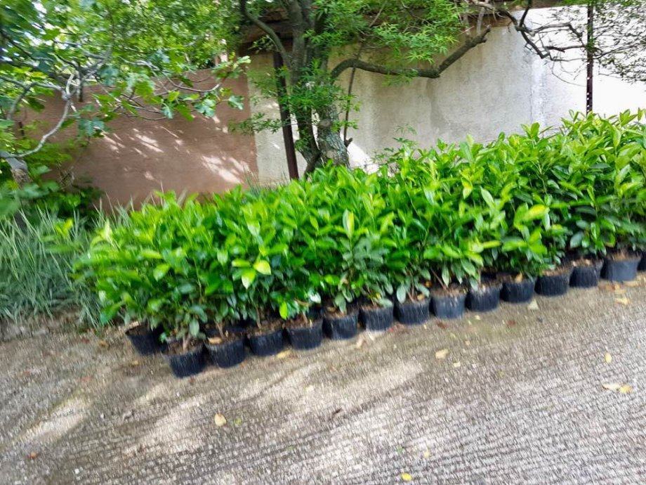 Lovor Višnja sadnice KELARIS 16 ŠIROKOLISNA