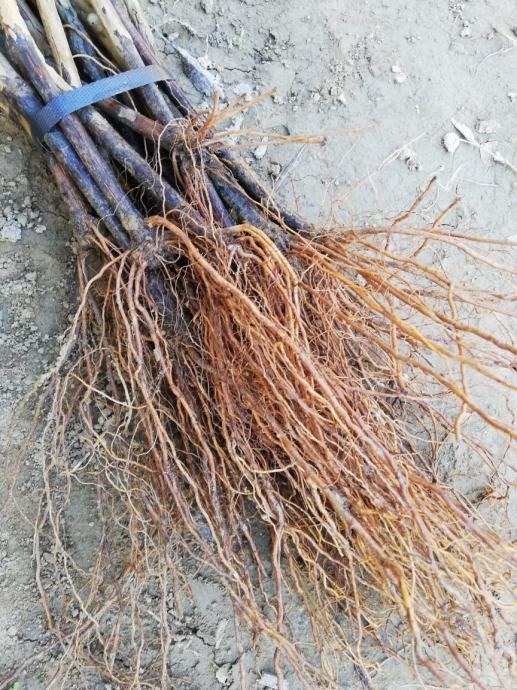 Lozni cijep SOLRIS, MUSCARIS, REGENT, NERO, SOUVIGNON GRIS