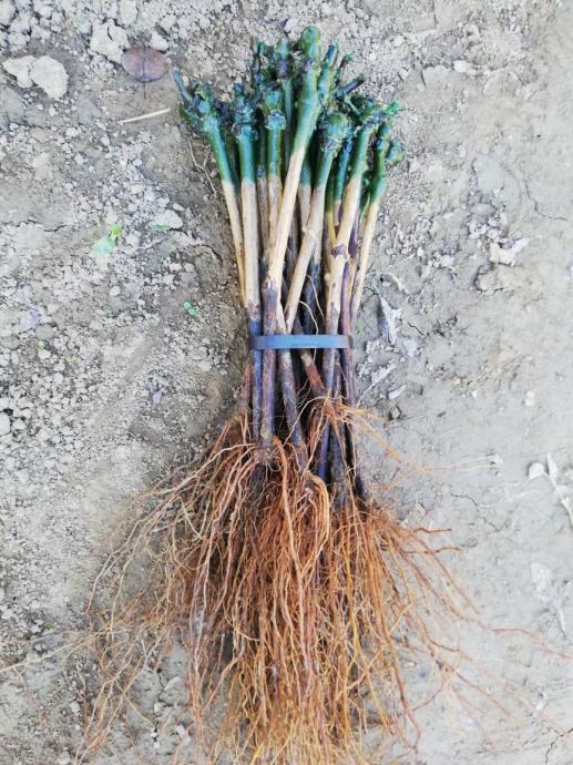 Lozni cijep SOLRIS, MUSCARIS, REGENT, NERO, SOUVIGNON GRIS