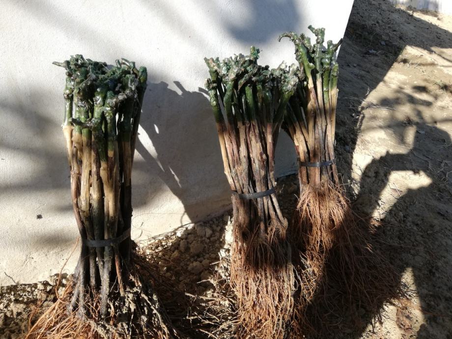 Lozni cijep SOLRIS, MUSCARIS, REGENT, NERO, SOUVIGNON GRIS