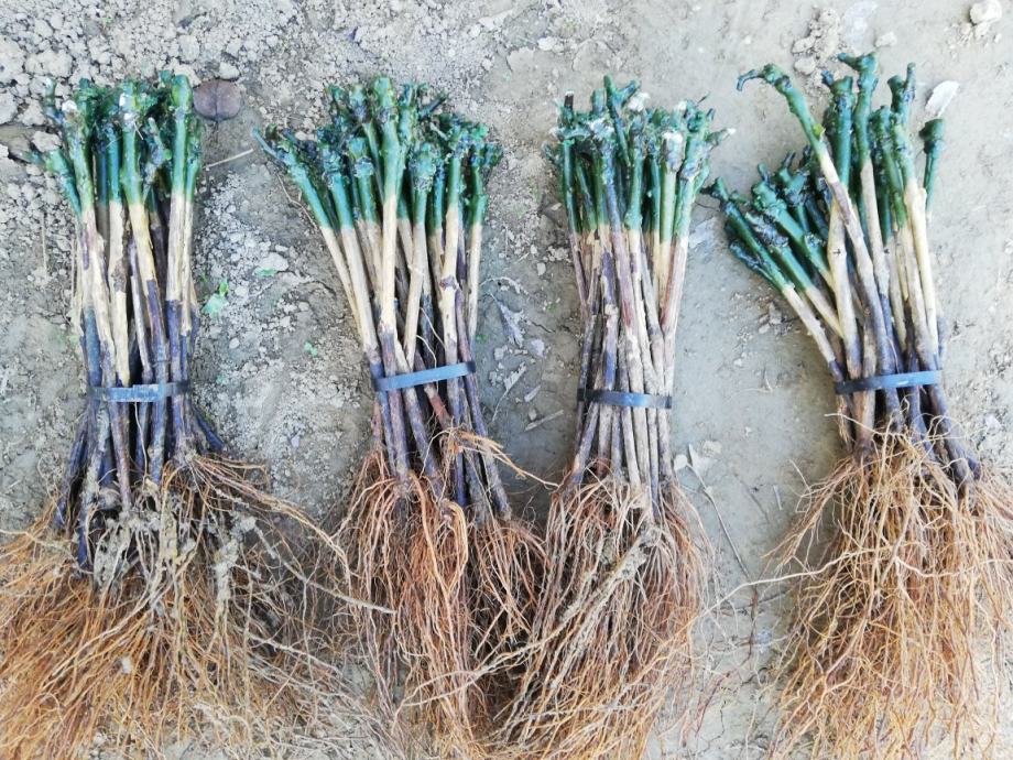 Lozni cijep SOLRIS, MUSCARIS, REGENT, NERO, SOUVIGNON GRIS