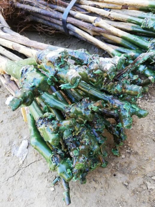 Lozni cijep SOLRIS, MUSCARIS, REGENT, NERO, SOUVIGNON GRIS