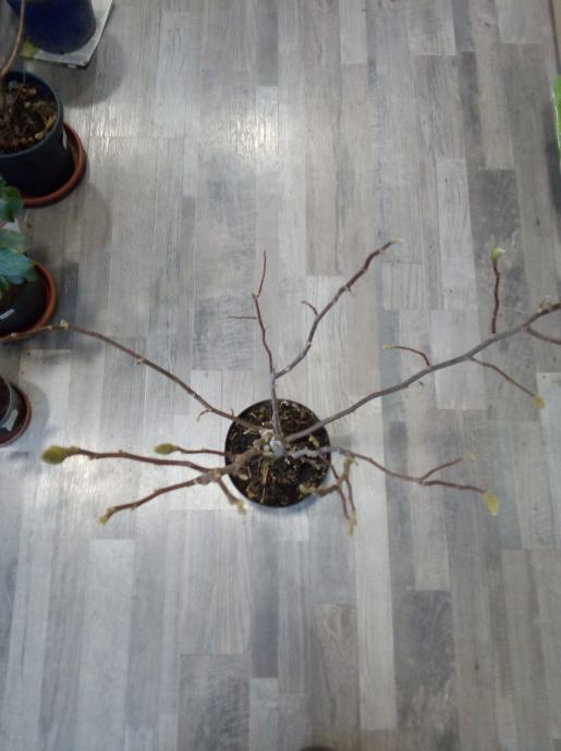 Magnolia (Magnolia liliflora) sadnica