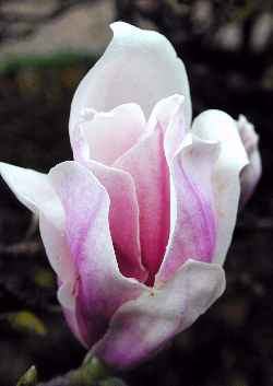 MAGNOLIA SOULANGEANA - sadnice - AKCIJA