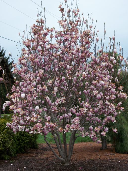 MAGNOLIA SOULANGEANA - sadnice - AKCIJA