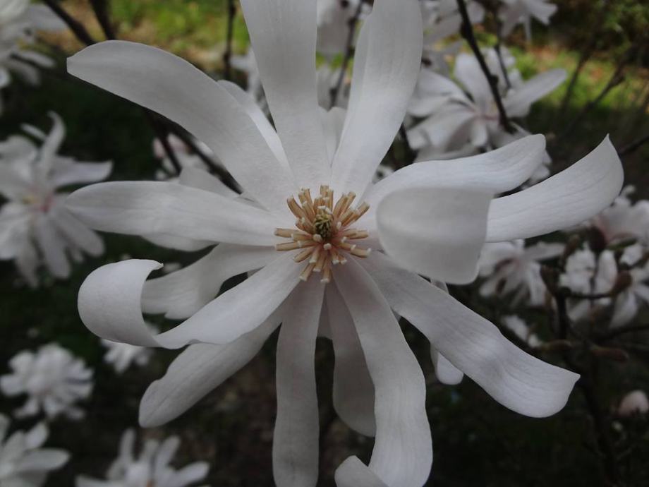 Magnolia Stellata / Zvjezdasta magnolija / SADNICE