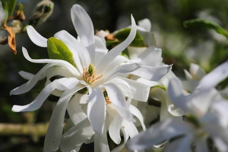 Magnolia Stellata / Zvjezdasta magnolija / SADNICE