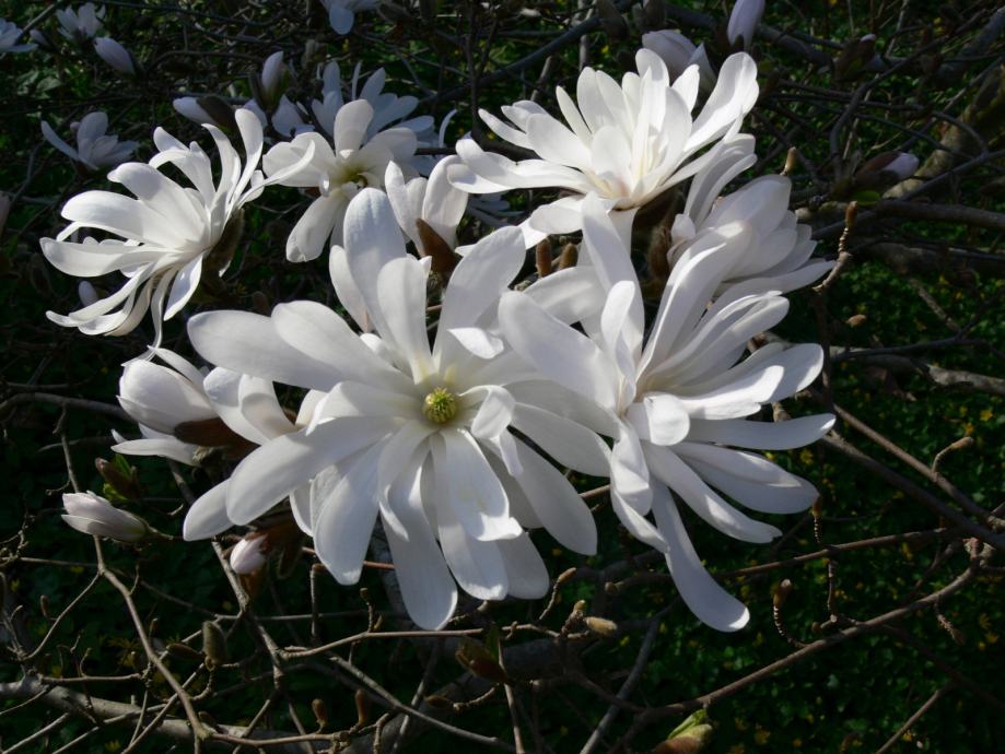 Magnolia Stellata / Zvjezdasta magnolija / SADNICE