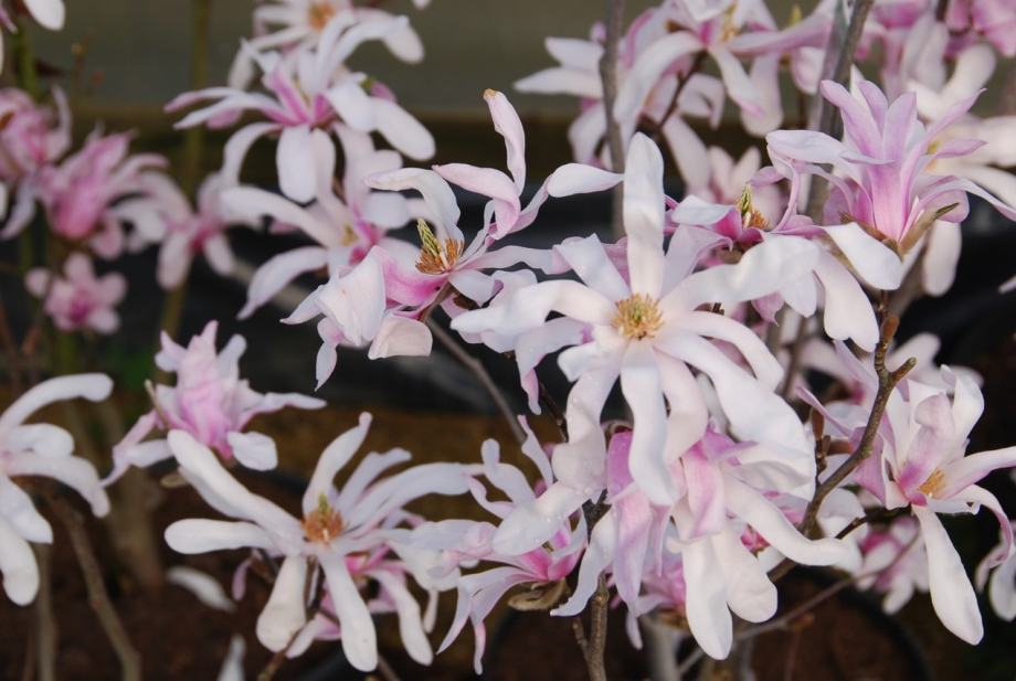 Magnolia x loebneri Leonard Messel / SADNICE