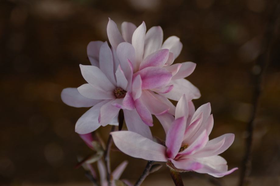 Magnolia x loebneri Leonard Messel / SADNICE