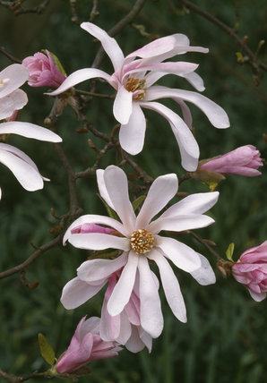 Magnolia x loebneri Leonard Messel / SADNICE