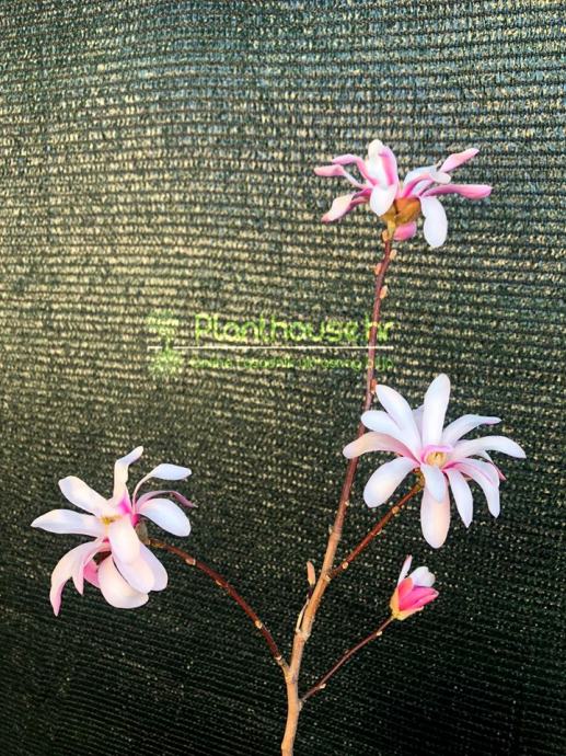 Magnolia x loebneri Leonard Messel / SADNICE