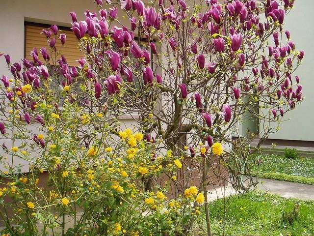 Magnolije