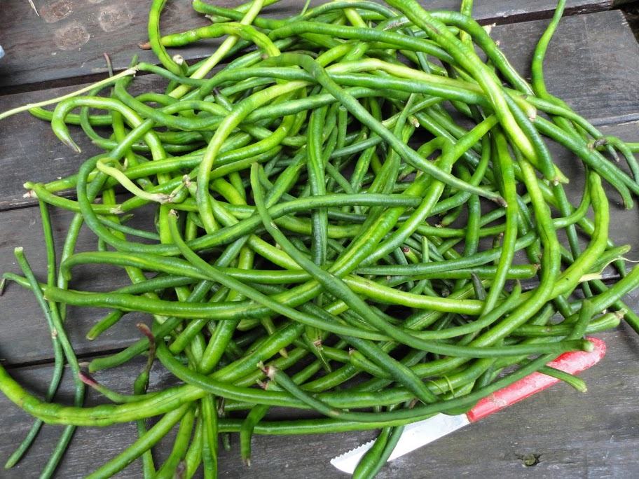 Mahuna vigna / Metarska mahuna / Domaće sjeme