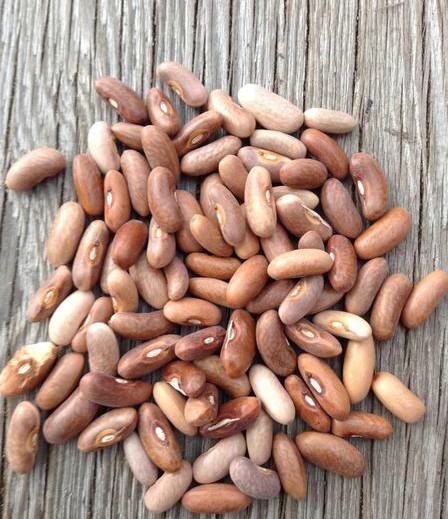 Grah mahunar niski ljubičasti / Domaće sjeme