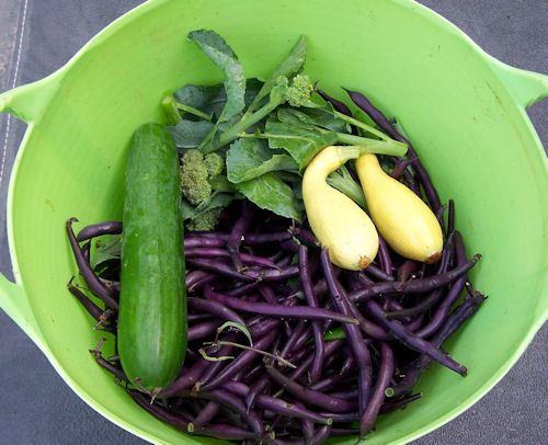 Grah mahunar niski ljubičasti / Domaće sjeme