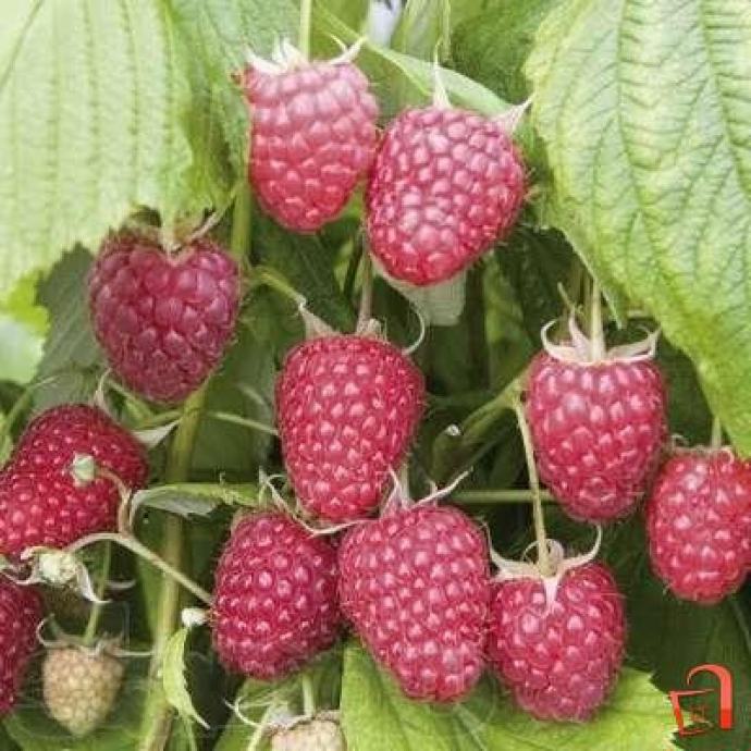 Malina polka i polana sadnice 3 kn mjesečarke