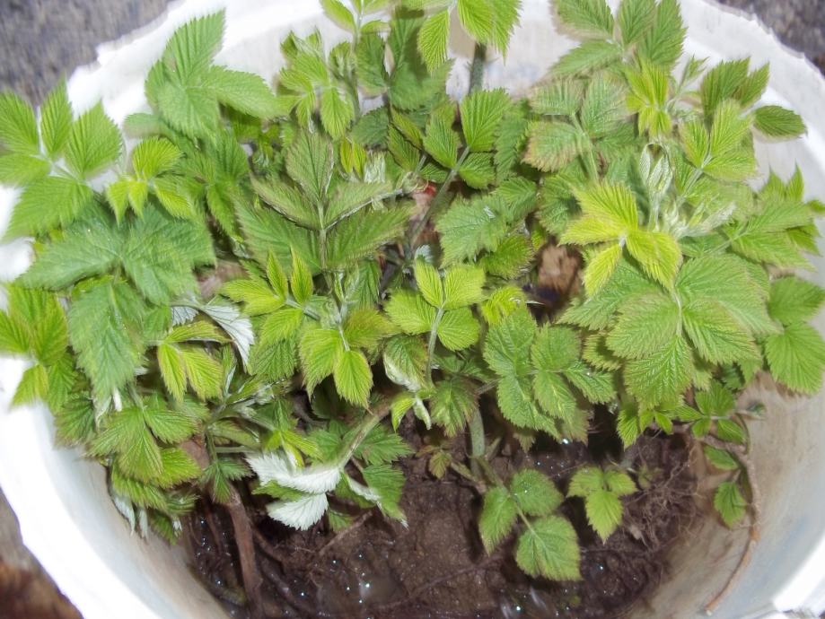 Maline domaće, mlade sadnice