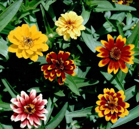 Cinija / Mexico / Sjeme