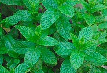 MENTA (METVICA) sadnice, prah i svježa