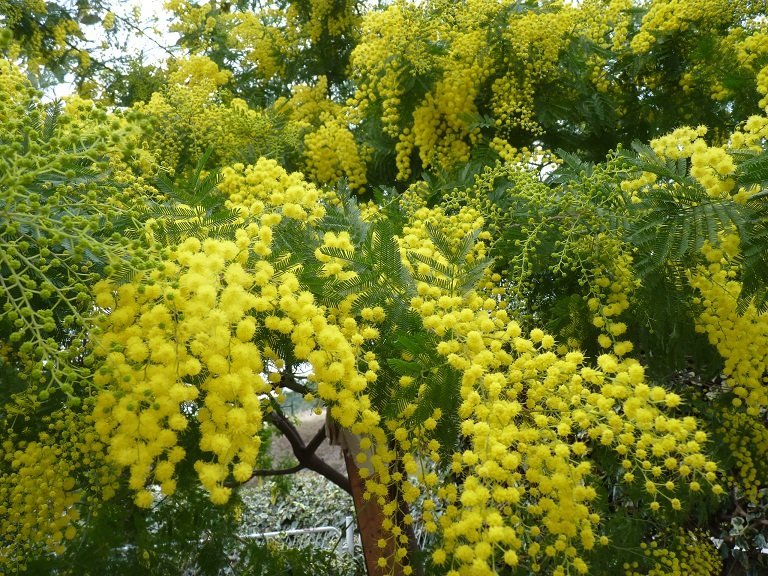 Mimoza / Acacia dealbata / SADNICA
