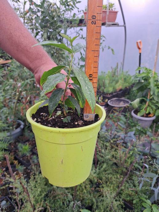 Mirisni kimonant - sadnica (chimonantus praecox) *ukrasni grm*