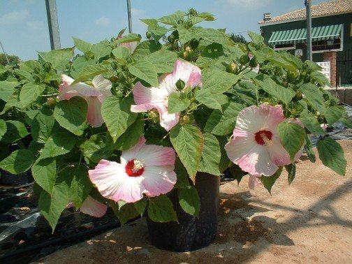 Hibiscus moscheutos / Močvarni hibis / Lila bijeli / Sjeme