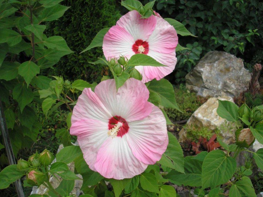 Hibiscus moscheutos / Močvarni hibis / Lila bijeli / Sjeme
