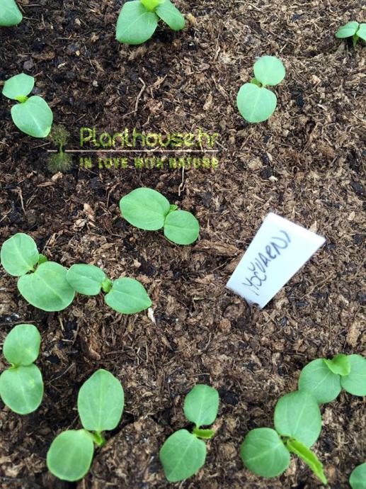 Hibiscus moscheutos / Močvarni hibis / Lila bijeli / Sjeme