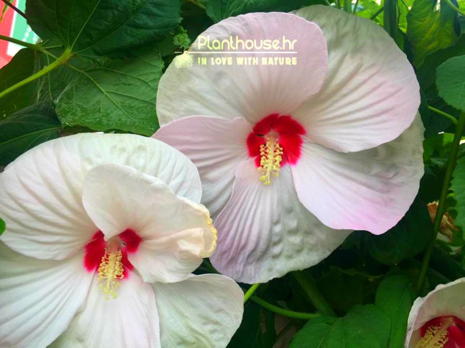 Hibiscus moscheutos / Močvarni hibis / Lila bijeli / Sjeme