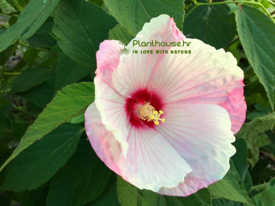 Hibiscus moscheutos / Močvarni hibis / Lila bijeli / Sjeme