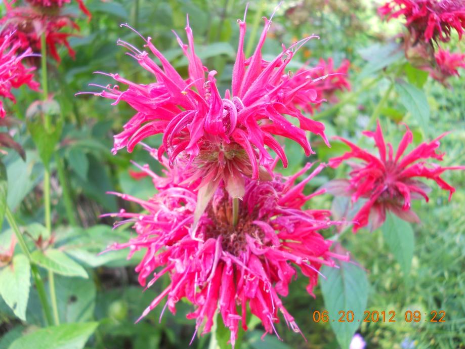 Monarda, Metvulja, Indijanska kopriva, sadnica