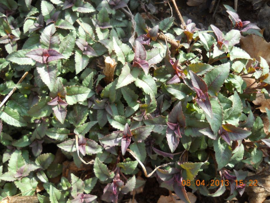 Monarda, Metvulja, Indijanska kopriva, sadnica