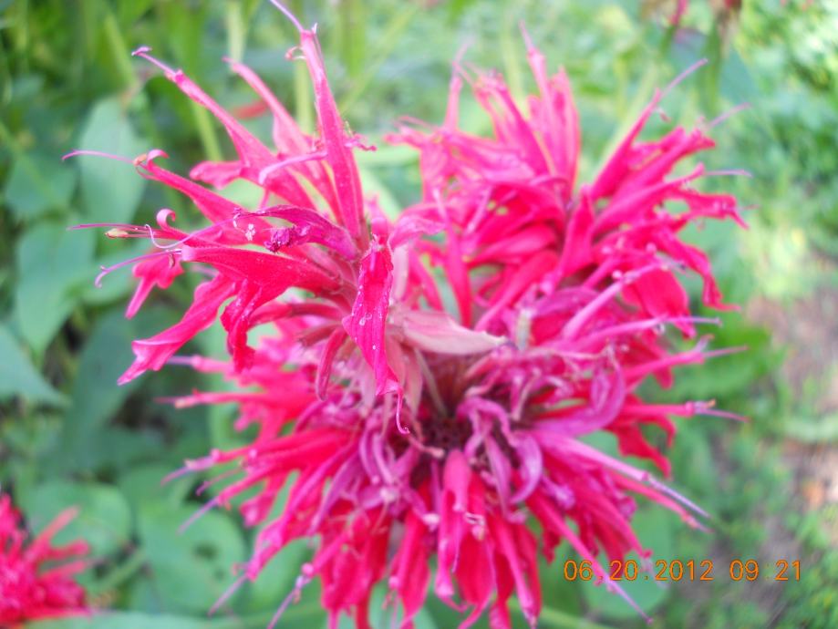 Monarda, Metvulja, Indijanska kopriva, sadnica