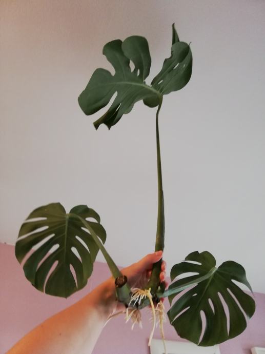 Monstera reznice_kućna biljka