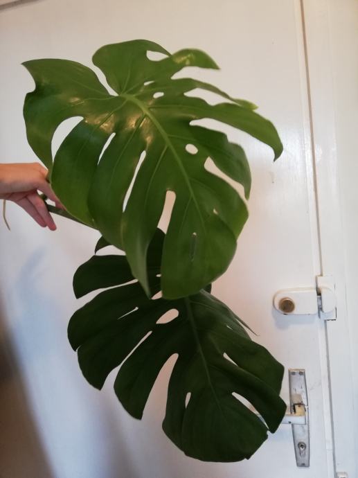 Monstera reznice_kućna biljka