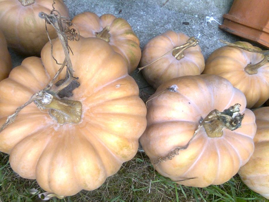 MUŠKATNA TIKVA ( butternut) Curcubita moschata 50 sjemenki / 30 kuna